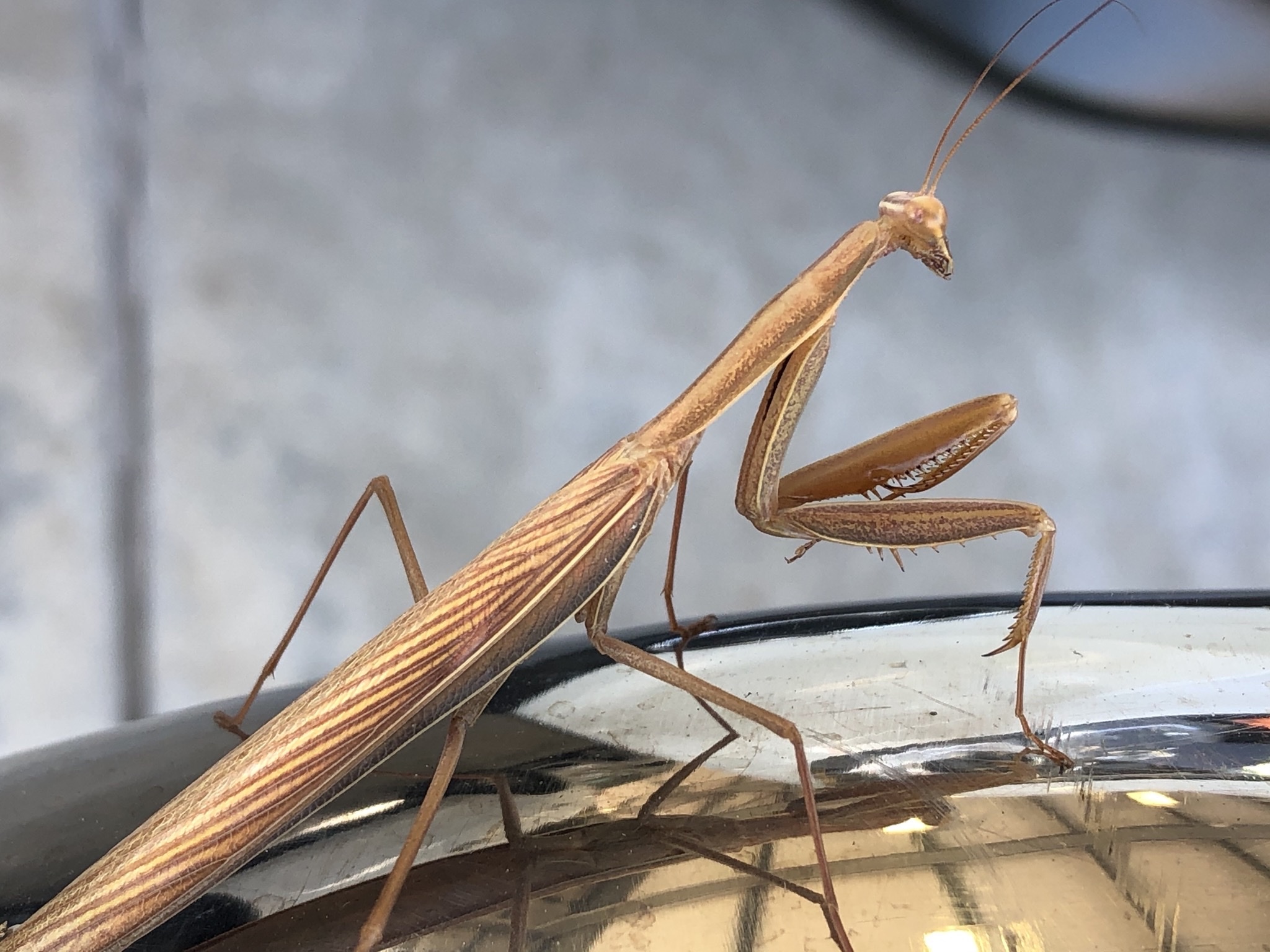 Paramantis sacra Thunberg, 1815