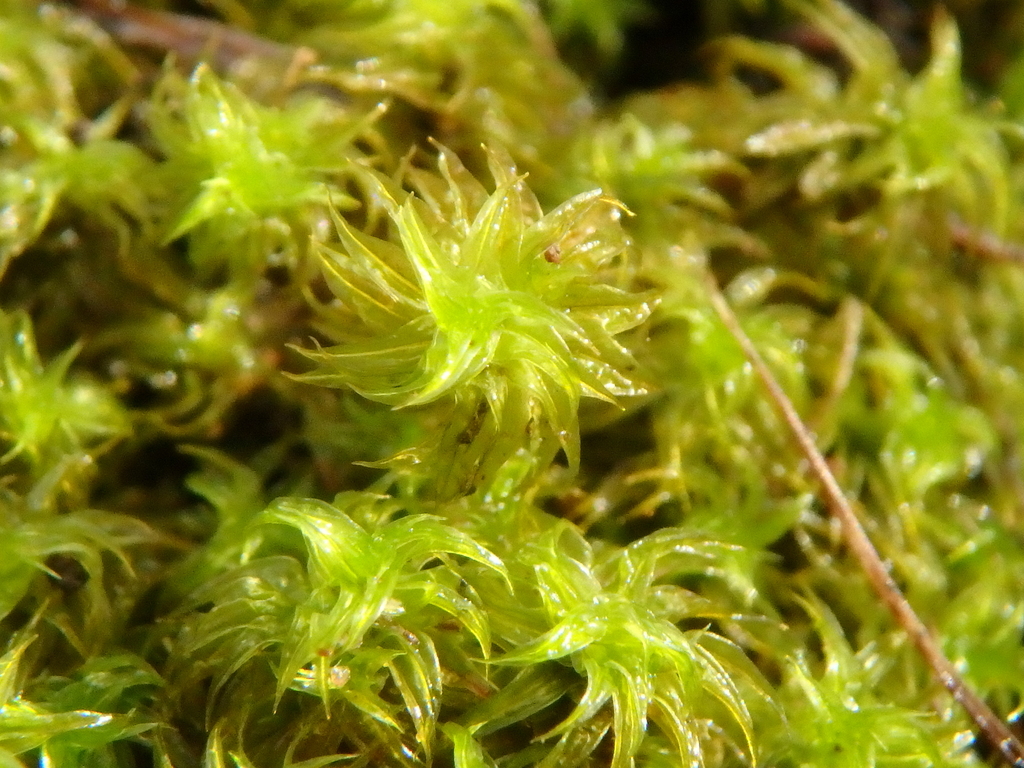 (Leptodontium paradoxum) - Botanical Realm