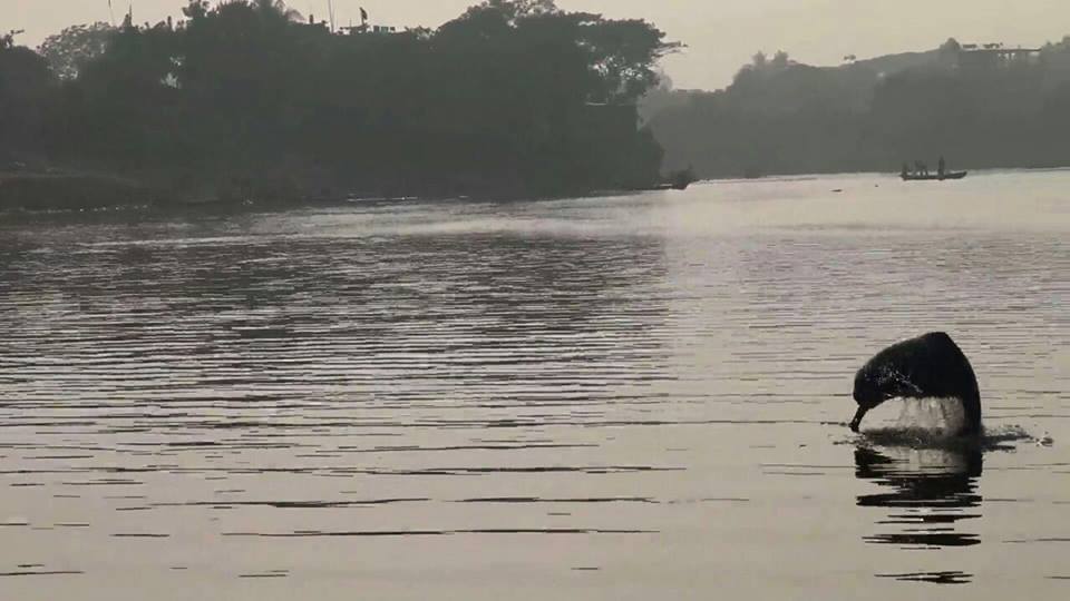 South Asian River Dolphins (Platanistidae) - Marine Life Identification
