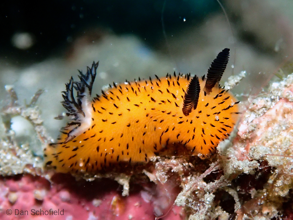 Sea Bunny from Bitung, Bitung City, North Sulawesi, Indonesia on April ...