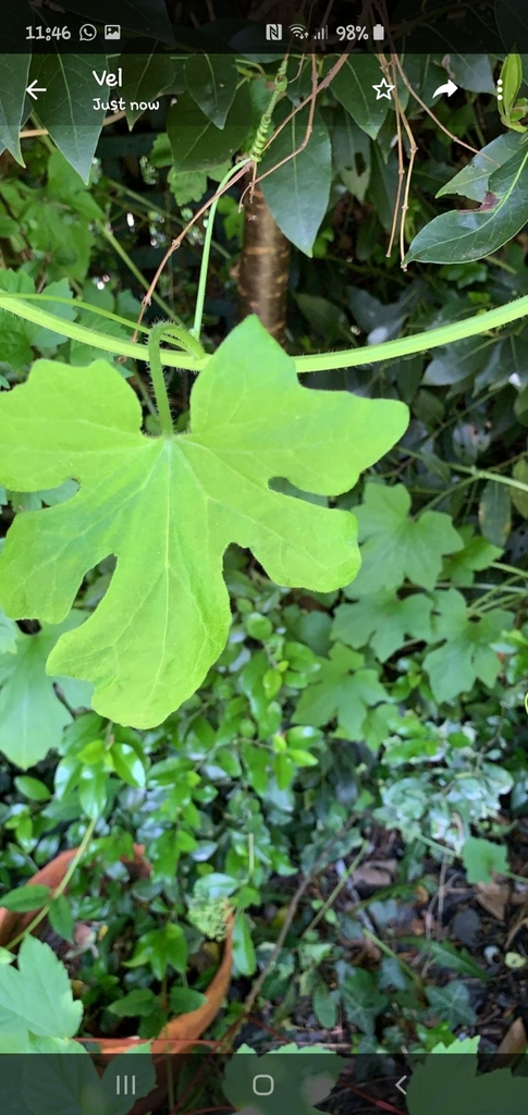White Bryony from Kent on 02 May, 2020 at 10:46 AM by jayrav4 ...