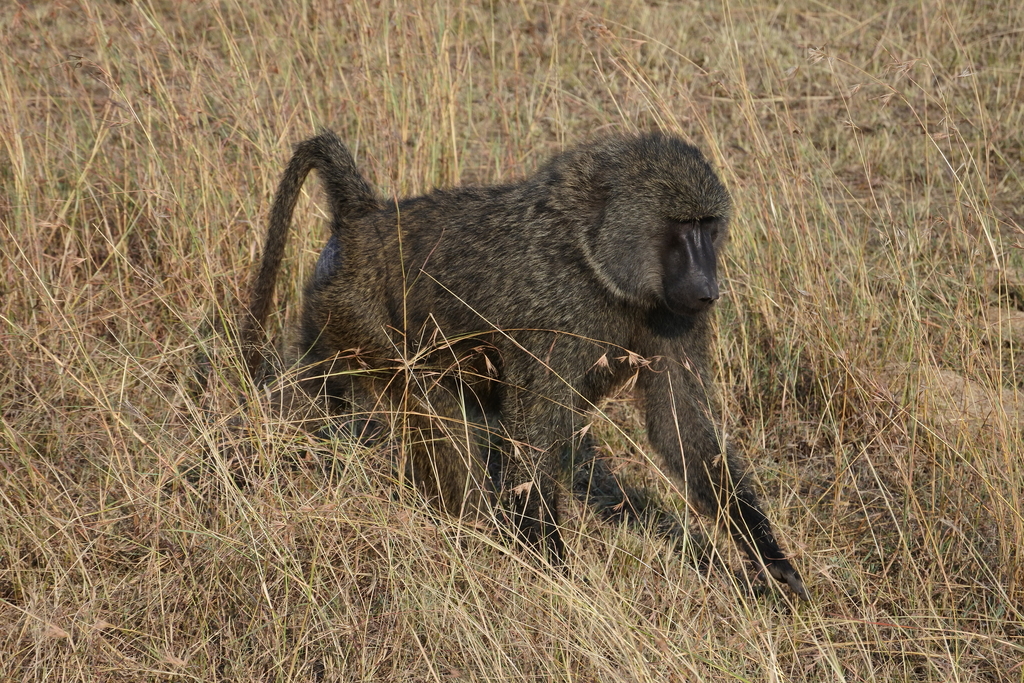 Olive Baboon (Papio anubis) - Know Your Mammals