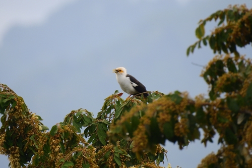 Grey-rumped Myna (Subspecies Acridotheres melanopterus tertius ...