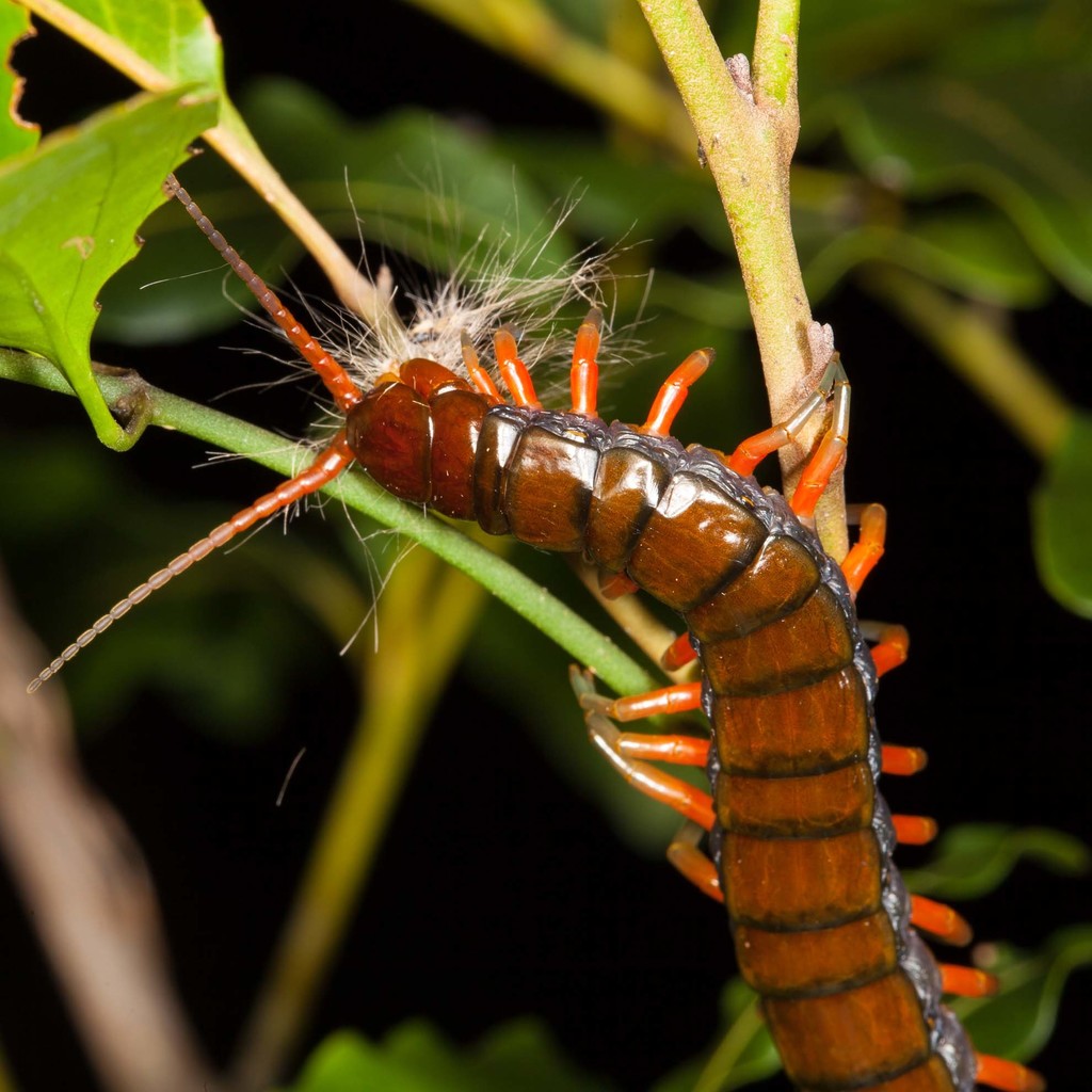Pacific Giant Centipede from Pouembout, Nouvelle-Calédonie on May 01 ...