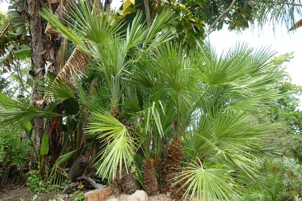 Coryphoideae from 8A Lindsay St, Hunters Home, Knysna, 6571, Südafrika ...