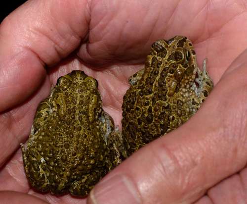 Cloud Toad (Subspecies Vandijkophrynus gariepensis nubicola) · iNaturalist