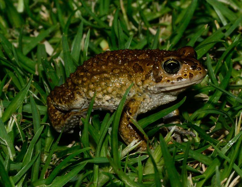 Karoo Toad from Wakkerstroom, Mpumalanga, South Africa on January 13 ...