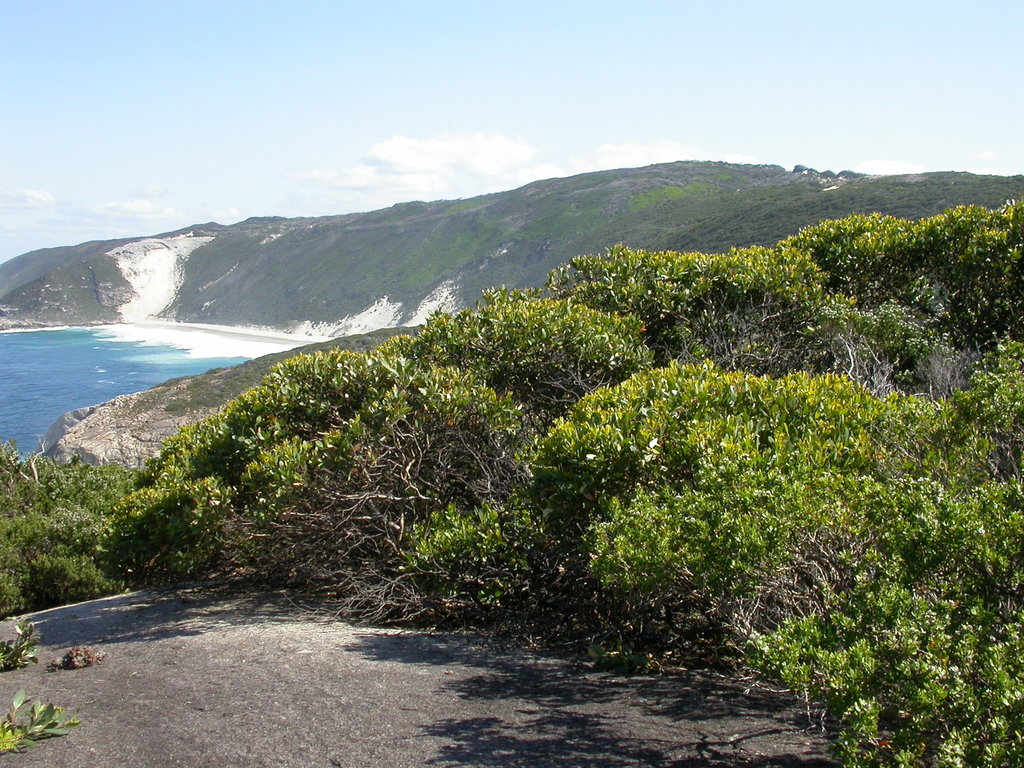 spider gum (Eucalyptus conferruminata) - Botanical Realm