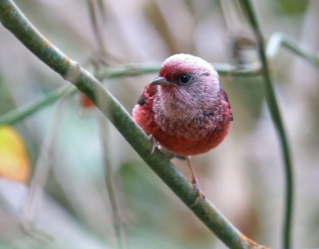 Chipe rosado (Chipes de México) · iNaturalist