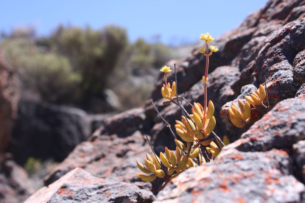 Globulea from Maalgat Pool, Cederberg, South Africa on December 11 ...