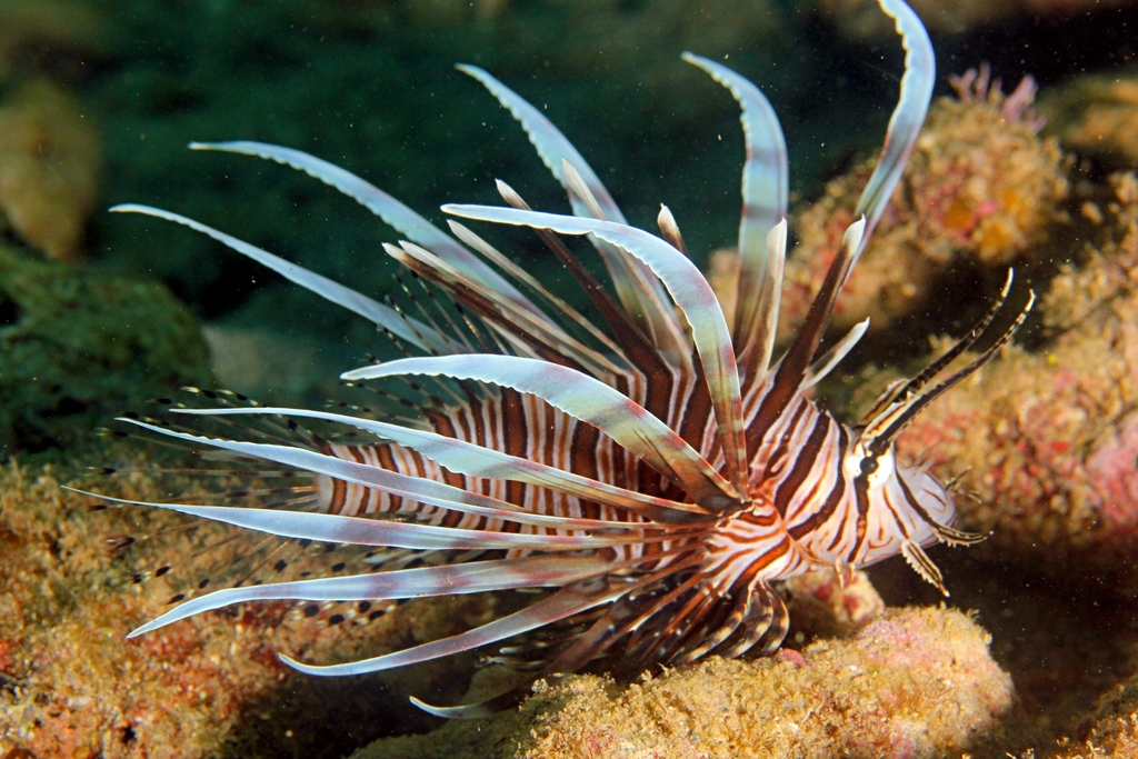 Common Lionfish (Pterois volitans) - Marine Life Identification