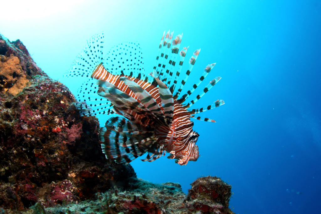 Common Lionfish (Pterois volitans) - Marine Life Identification