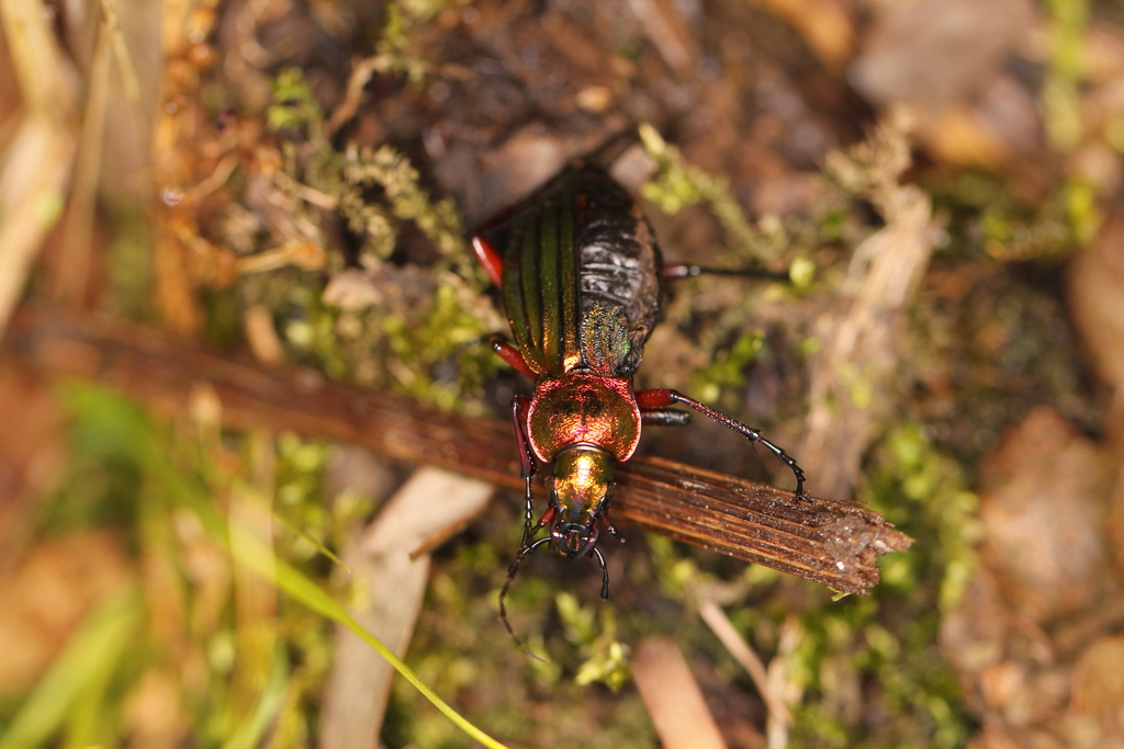 Carabus auronitens from Ruderting, Deutschland on April 11, 2016 at 03: ...
