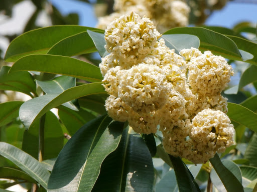 (Alstonia angustiloba) - Botanical Realm