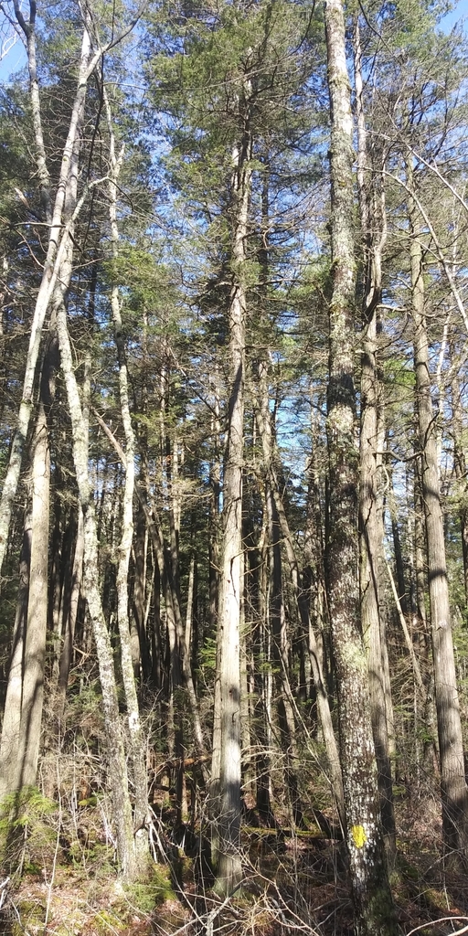 Atlantic white cedar from Massabesic Experimental Forest, Alfred, Maine ...