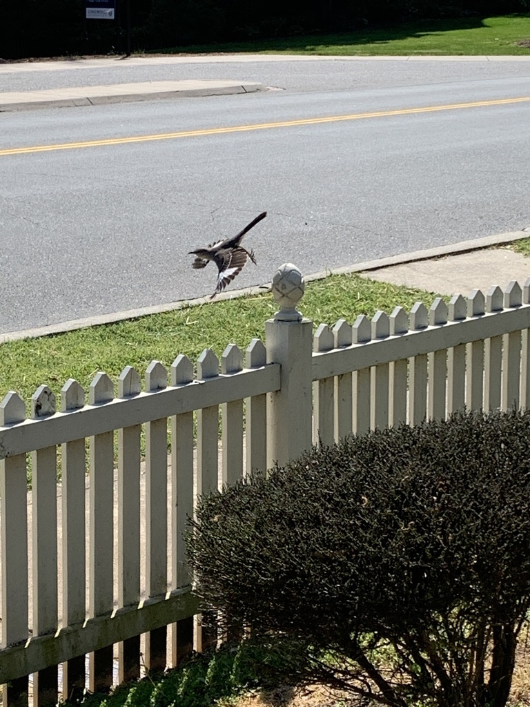 Northern Mockingbird from High St, Farmville, VA, US on April 11, 2020 ...