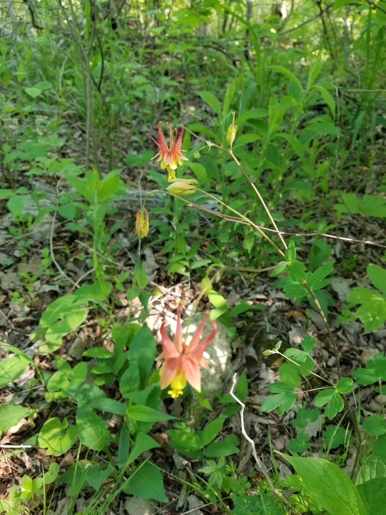 red columbine from Kingston Township, MO, USA on May 2, 2020 at 10:01 ...