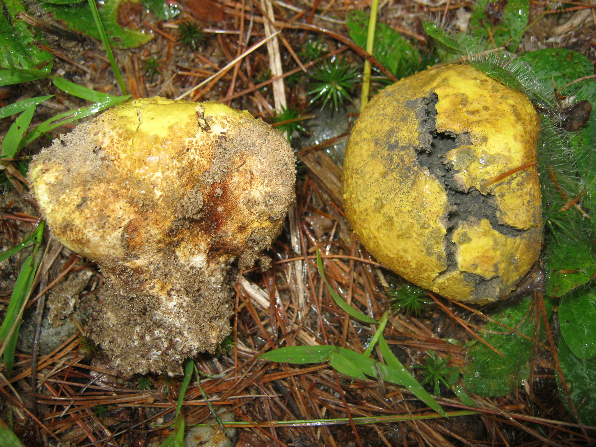 Scleroderma meridionale Demoulin & Malençon