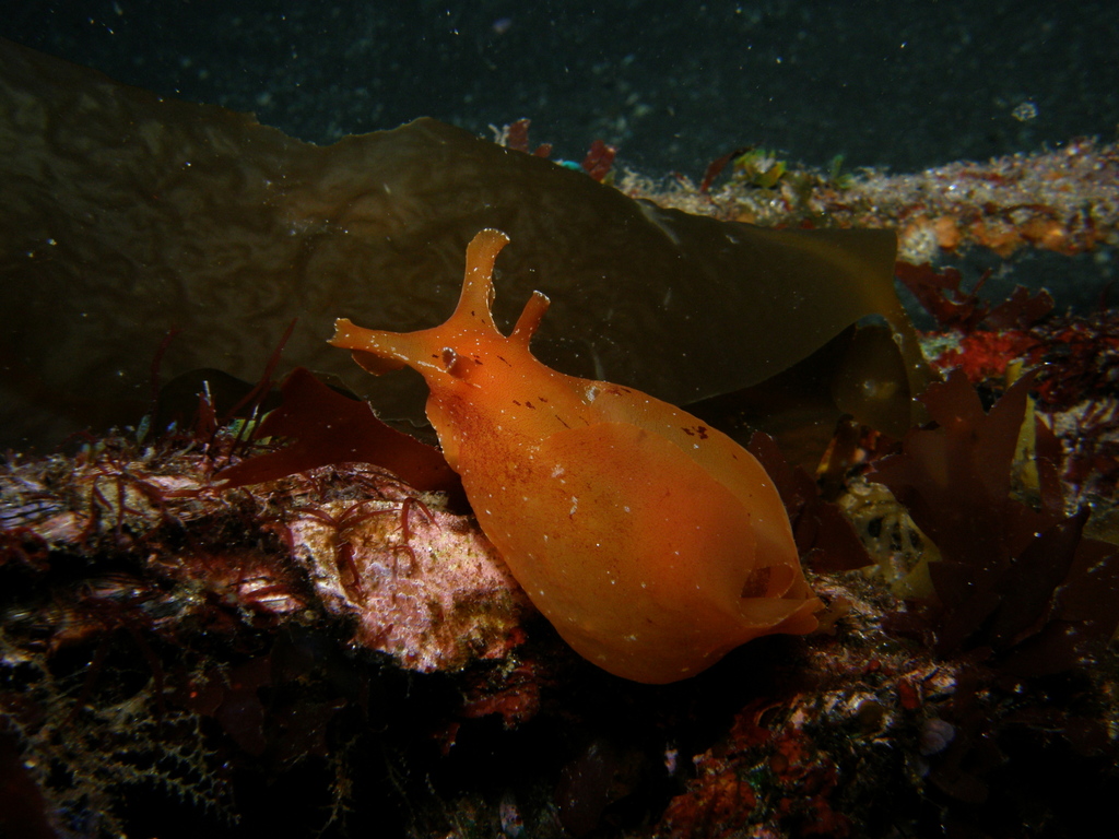 Juliana's Sea Hare (Southern African Sea Slugs - Nudibranchs (and other ...