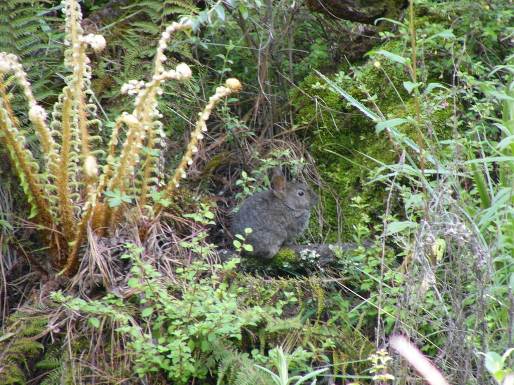 Volcano Rabbit from Mexico on July 14, 2004 by Jaime Marcelo Aranda ...