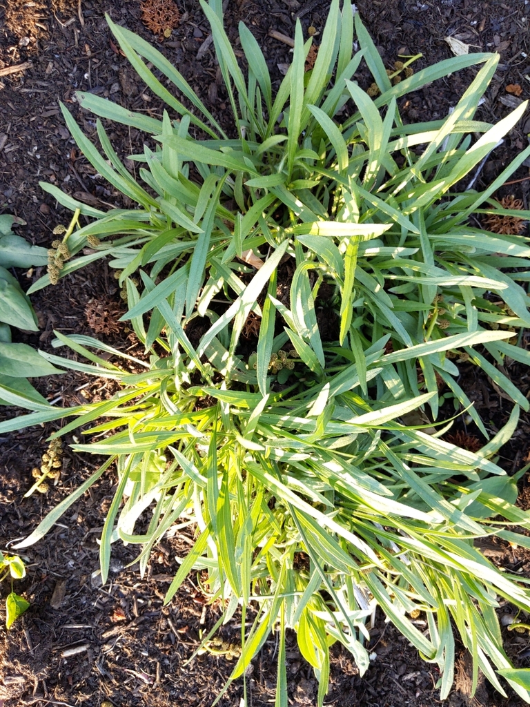 grasses from St. Louis County, US-MO, US on April 26, 2020 at 06:53 PM ...