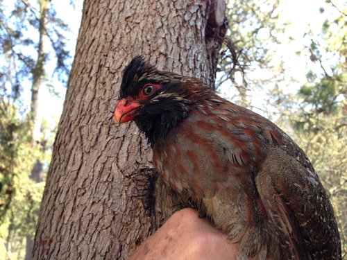 Codornices Coludas (Dendrortyx)