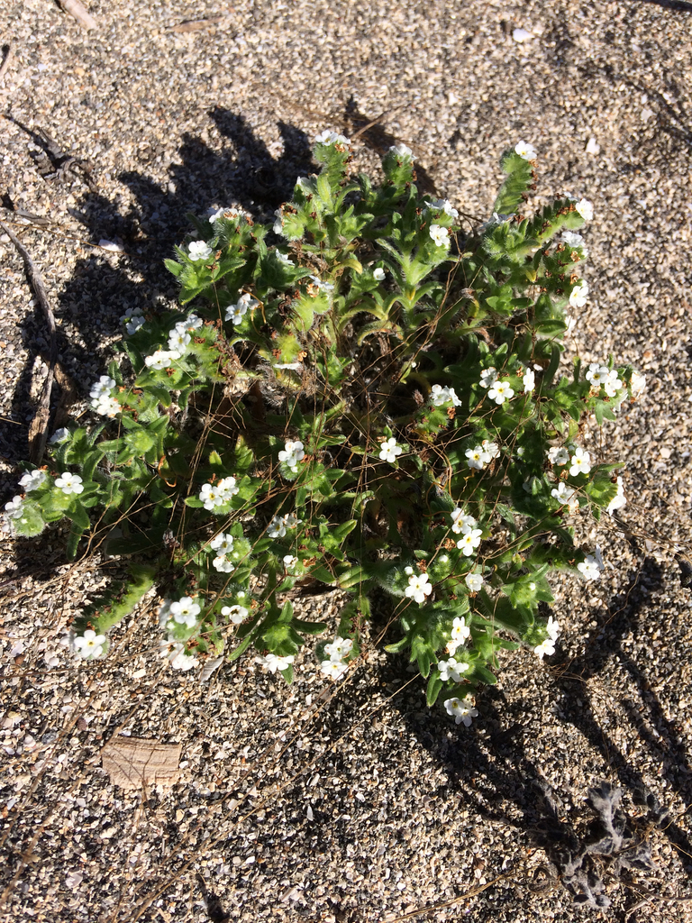trask's cryptantha in April 2017 by Justyn Stahl · iNaturalist