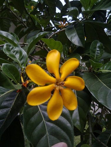 Gardenia coronaria (Flora Singapore List G) · iNaturalist