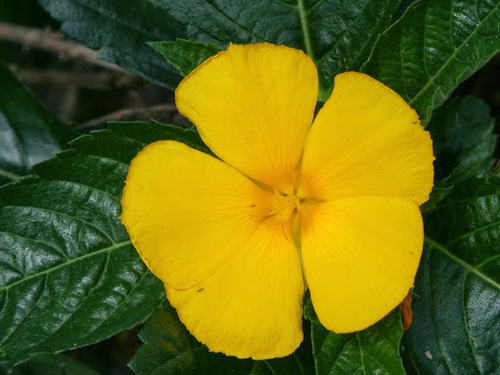 Yellow alder (Wildflower and Weeds of Singapore) · iNaturalist