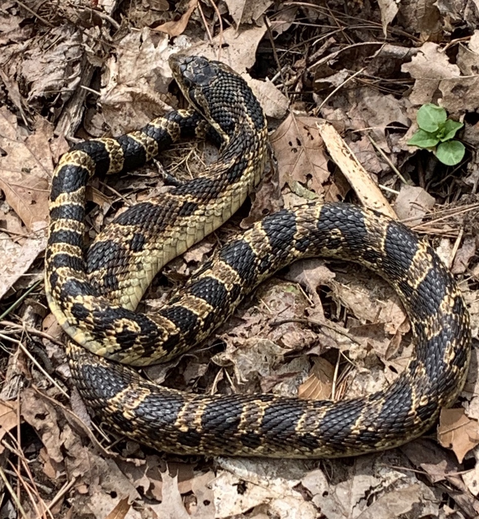 Eastern Hognose Snake in May 2020 by Jeffrey H. Skevington · iNaturalist
