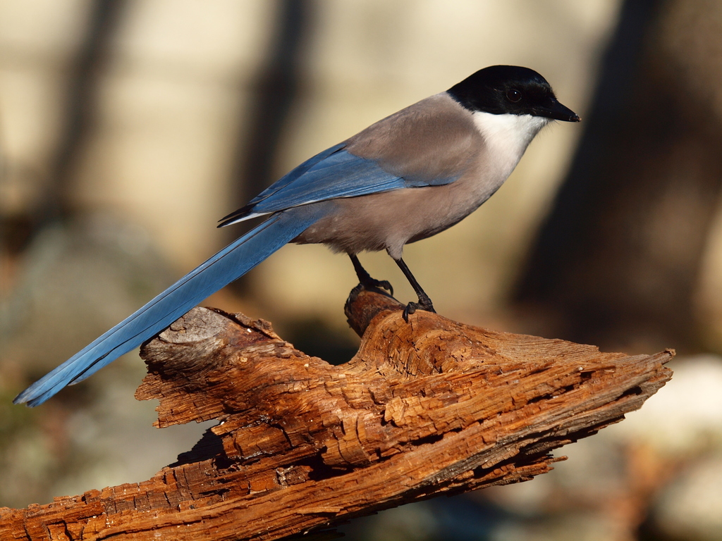 Iberian Magpie (Birds from Seville province (Spain)) · iNaturalist
