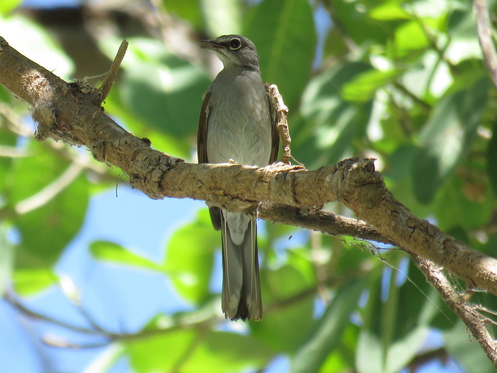 Brown-backed Solitaire from Chiquilistlán, Jal., México on April 29 ...