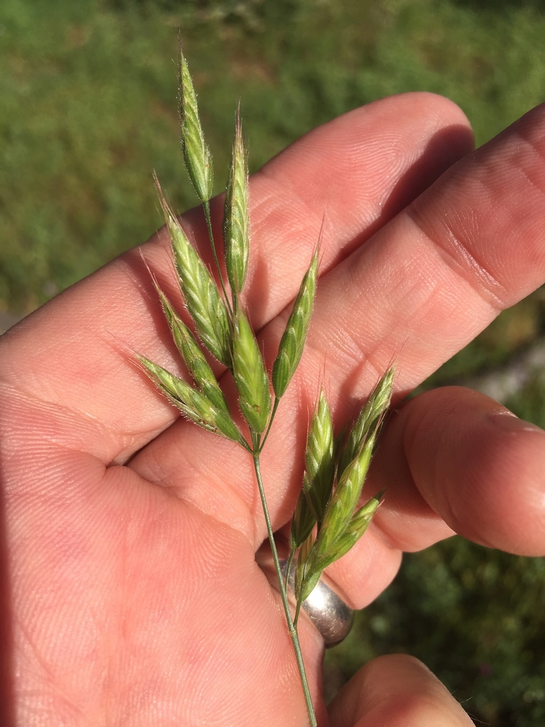 common soft brome from San Diego County, CA, USA on May 2, 2020 at 08: ...