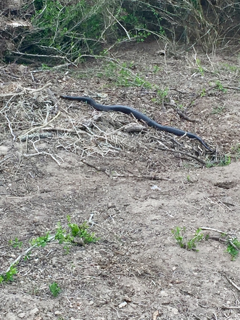 Texas Indigo Snake in February 2020 by wjpurifoy · iNaturalist