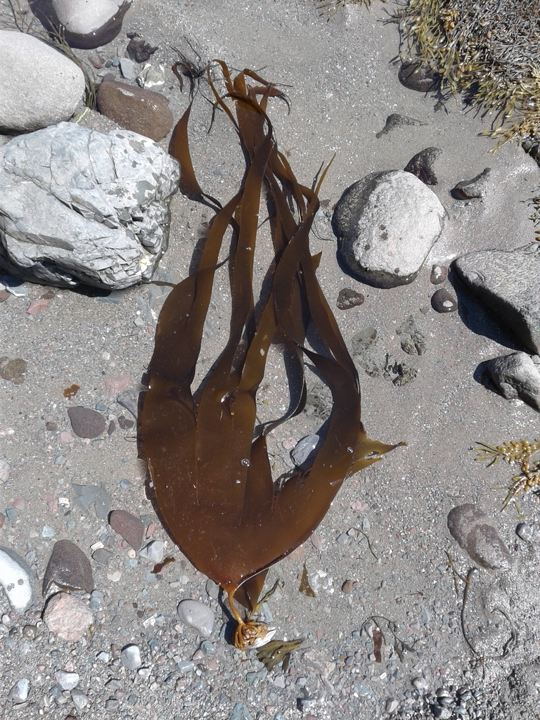 Oarweed from Grand Manan, NB, Canada on May 2, 2020 at 01:43 PM by ...