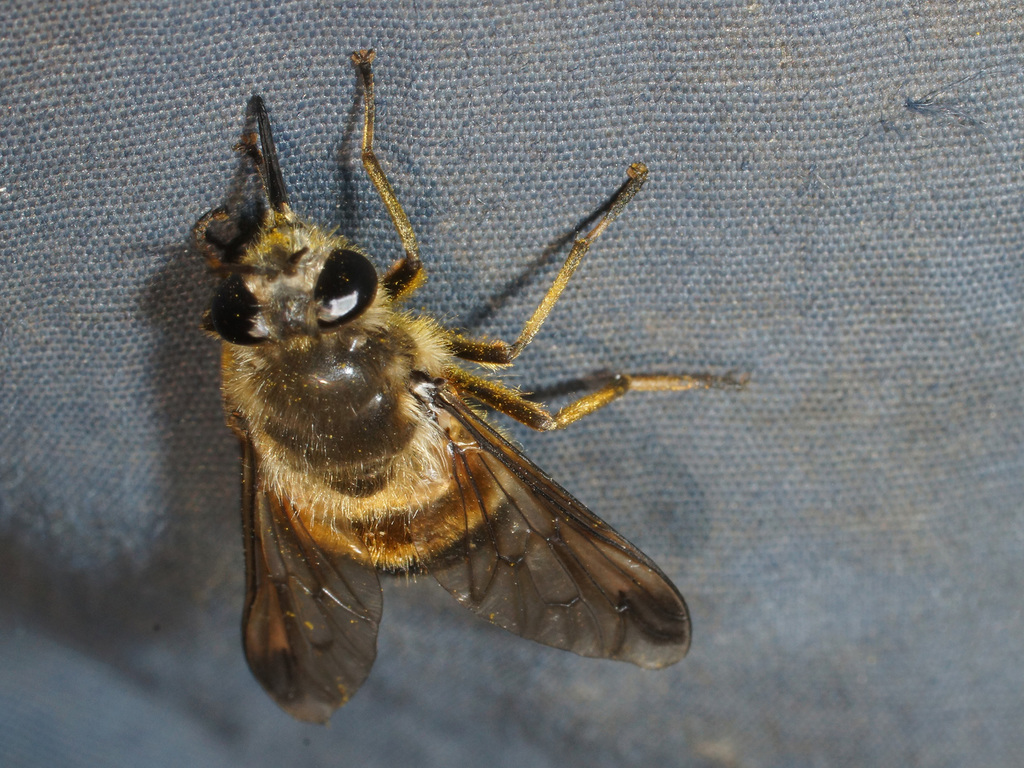 Philoliche spiloptera from Versfeld Pass, Piketberg, West Coast ...