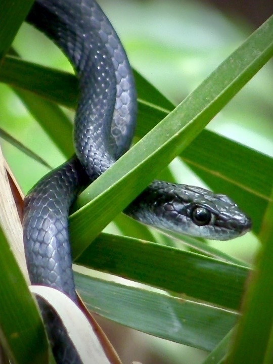 Spotted Green Snake from Pemba Island, Région de Pemba sud, TZ on ...