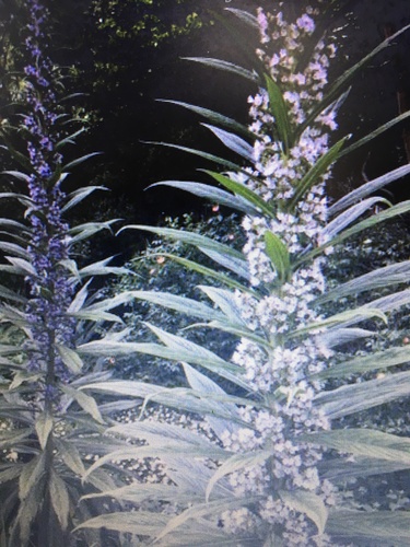 Observations by pendiz · iNaturalist