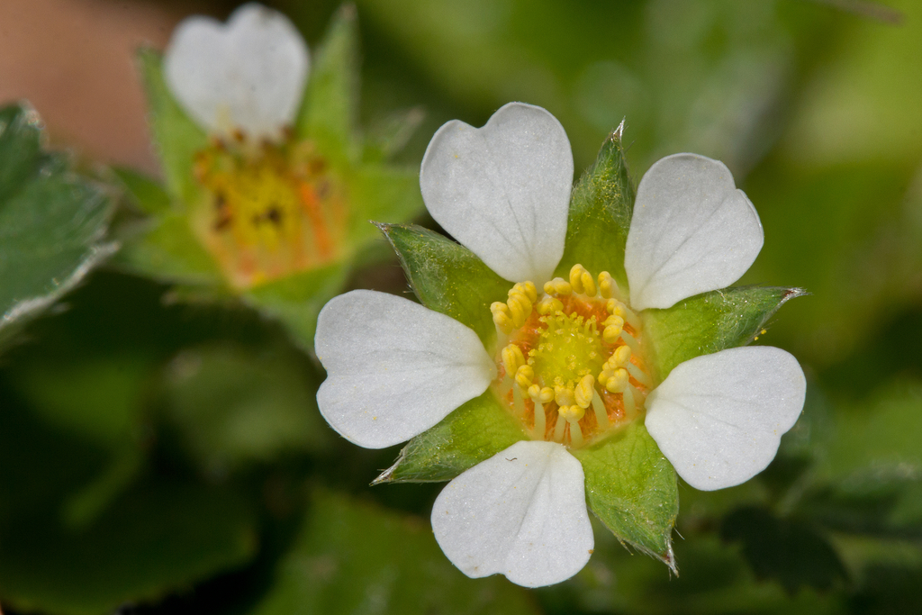 Barren Strawberry (Buxton White/Green Flowering Plants) · iNaturalist