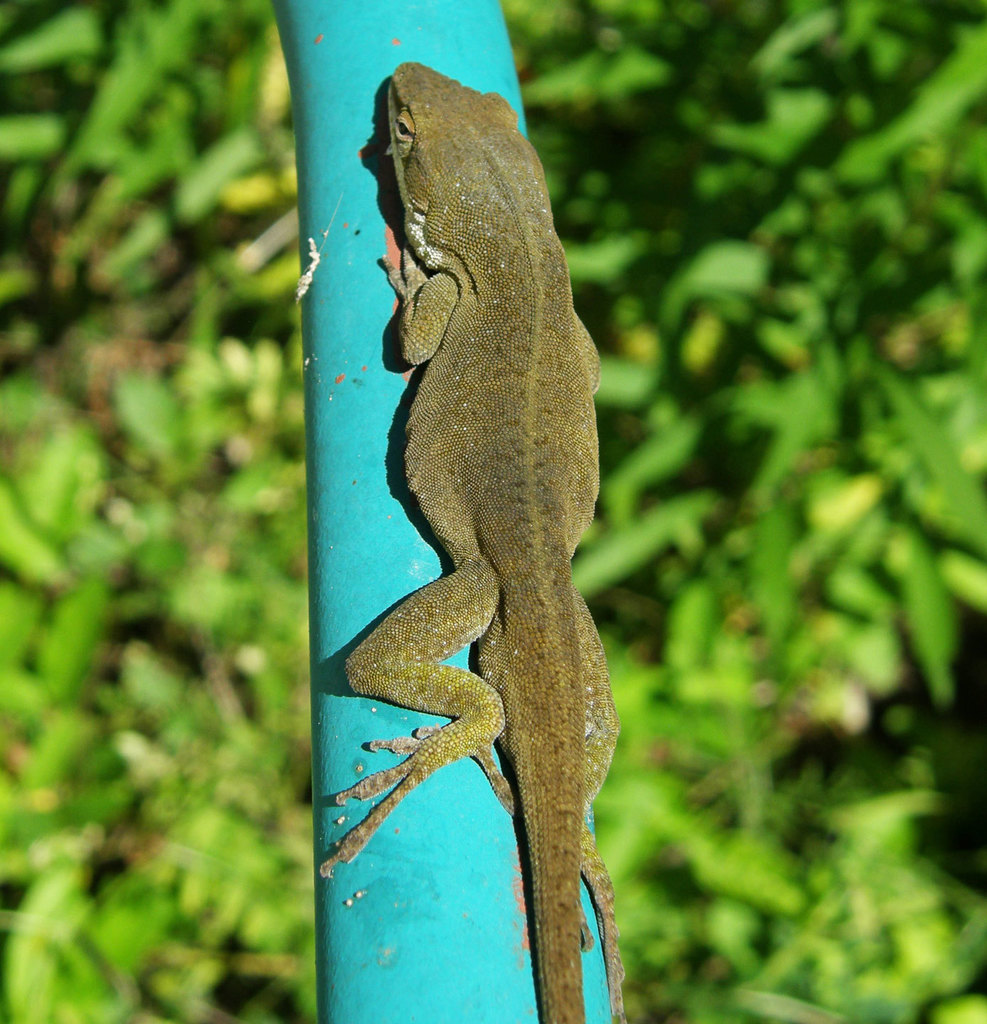 Green Anole from Walton County, GA, USA on April 27, 2020 by Joan Knapp ...