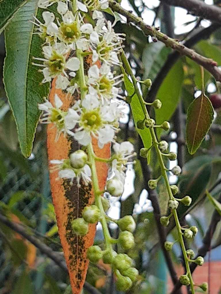 black cherry from Villa Teresita, Bogota, Colombia on May 2, 2020 at 01 ...