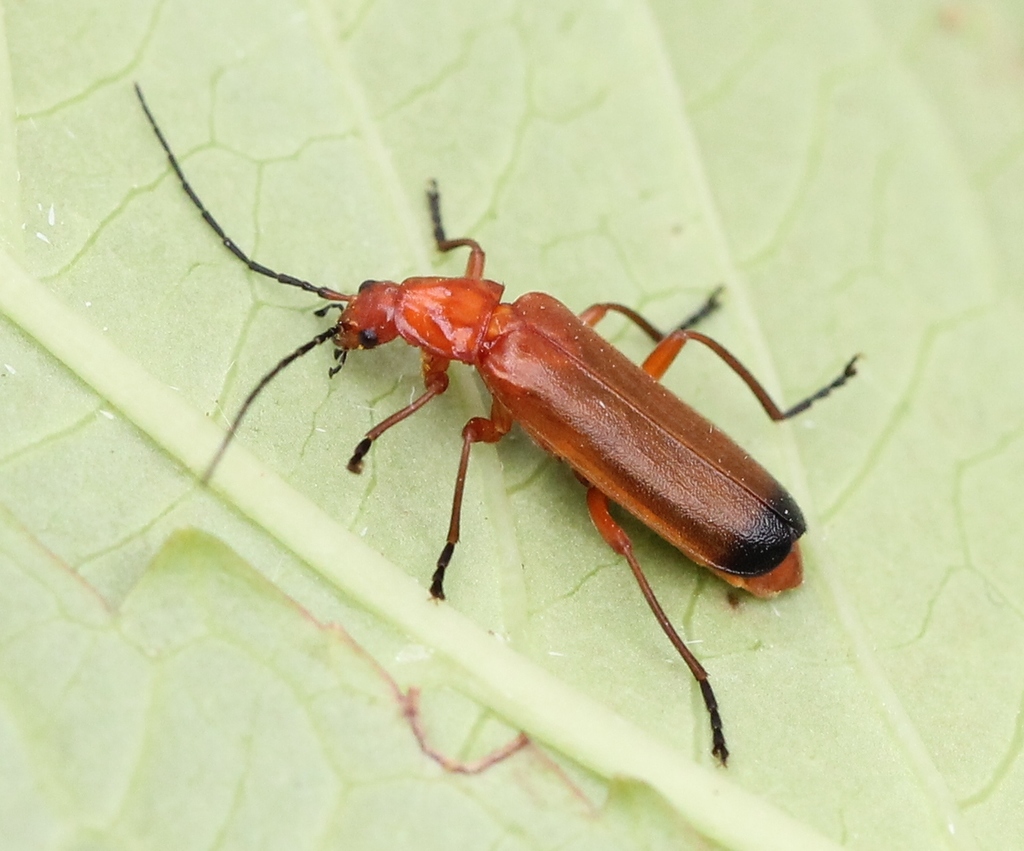 Red Soldier Beetle