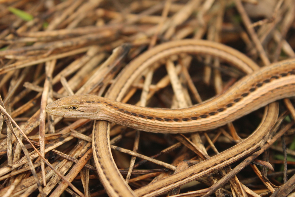 Cape Snake Lizard from Entumeni Nature Reserve, South Africa on ...
