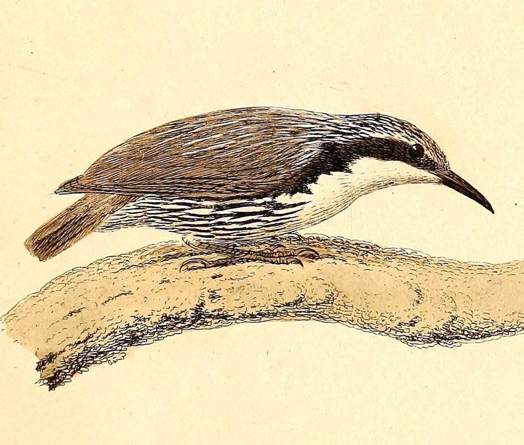 Philippine Creepers (Rhabdornis) - Avian Discovery