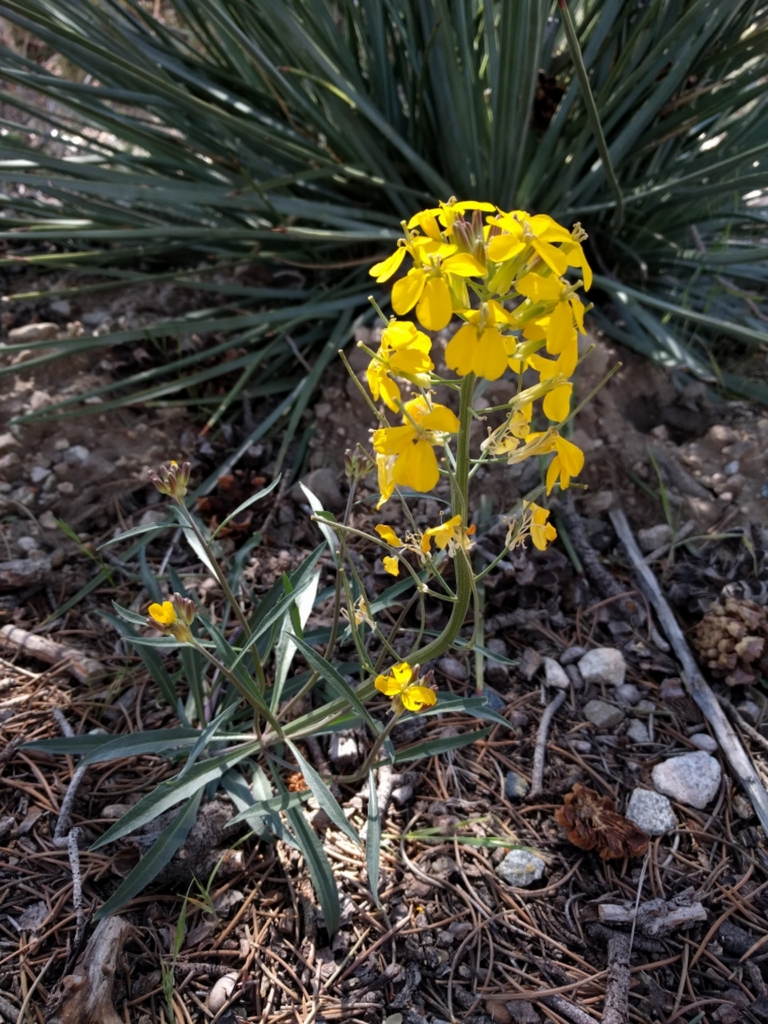 Western Wallflower from Angeles MRCA Open Space, Los Angeles County, US ...