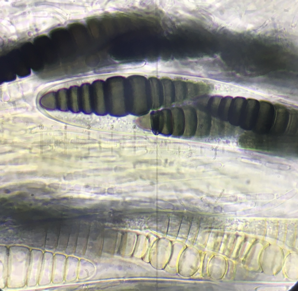 Preussia calomera from Bear Mountain, Tomkins Cove, NY 10986, USA on ...