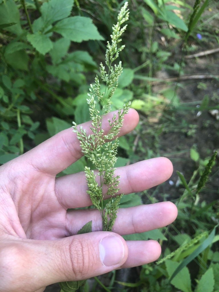 prairie wedge grass in May 2020 by Aidan Campos · iNaturalist