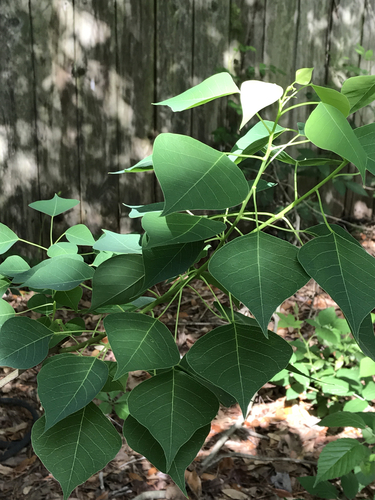 Chinese Tallow (Invasive Plants of Houston (WiP)) · iNaturalist