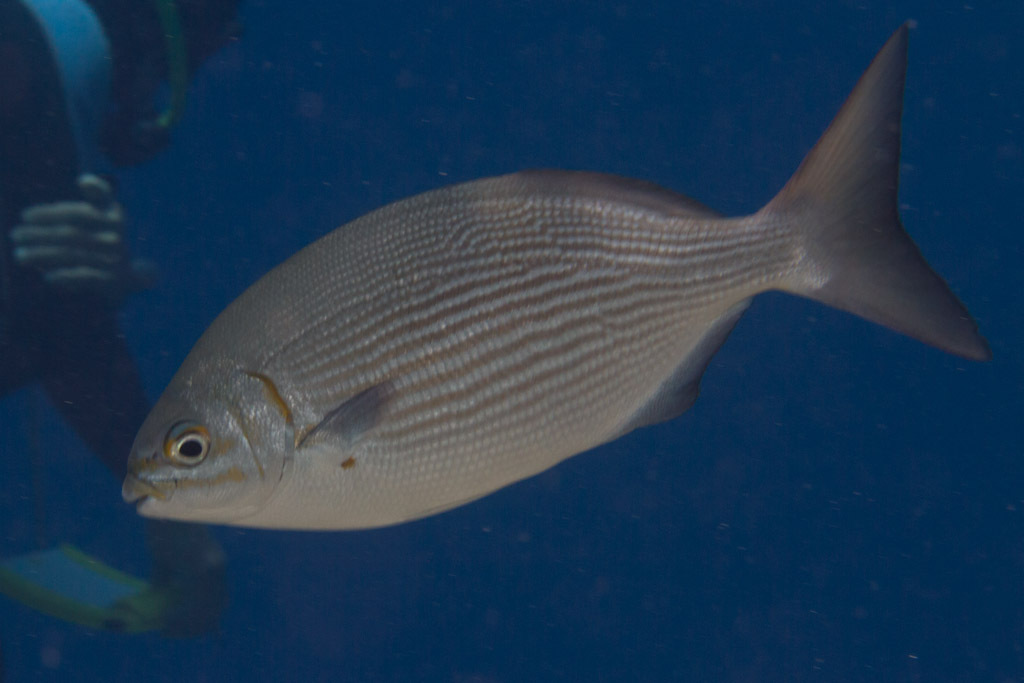 Kyphosus analogus (Peces arrecifales del Pacífico de Costa Rica ...