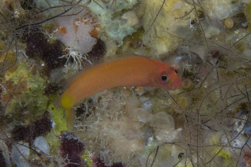 Pink Dottyback (Pseudoplesiops multisquamatus) · iNaturalist